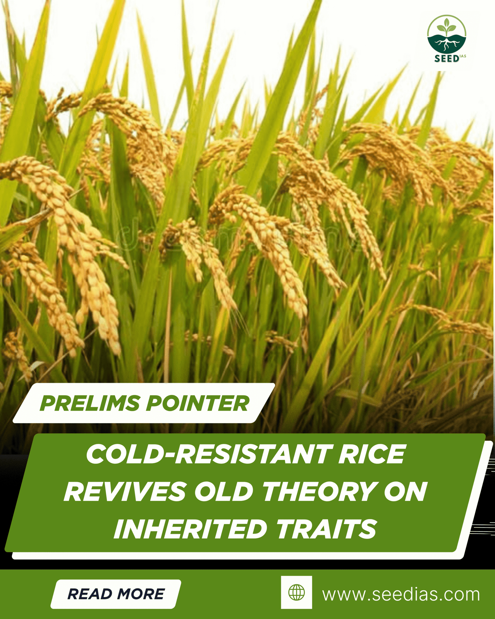 Cold-Resistant Rice Revives Old Theory on Inherited Traits Newsletter ...